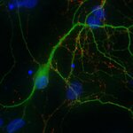 Synaptic Systems - Synapsin1