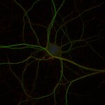 Synaptic Systems - Synapsin1