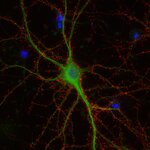 Synaptic Systems - Synapsin1