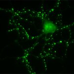 Synaptic Systems - Synapsin1