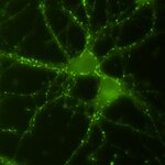 Synaptic Systems - Synapsin1