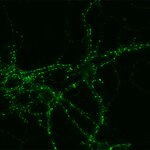 Synaptic Systems - Synapsin1