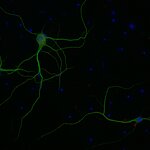 Synaptic Systems - Gephyrin