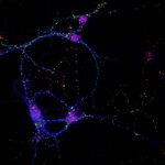 Synaptic Systems - VGAT