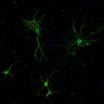 Synaptic Systems - Synapsin1