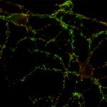 Synaptic Systems - VGAT