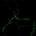 Synaptic Systems - VGAT