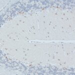 Synaptic Systems - PSD95