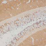 Synaptic Systems - VGLUT2