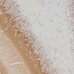 Synaptic Systems - VGLUT2