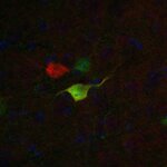 Synaptic Systems - Calbindin D28k