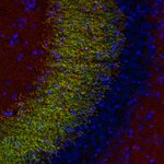 Synaptic Systems - Synapsin1