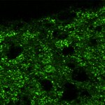 Synaptic Systems - Synapsin1