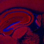 Synaptic Systems - Synapsin1