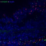 Synaptic Systems - PSD95