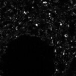 Synaptic Systems - Synapsin1