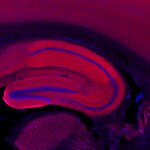 Synaptic Systems - PSD95