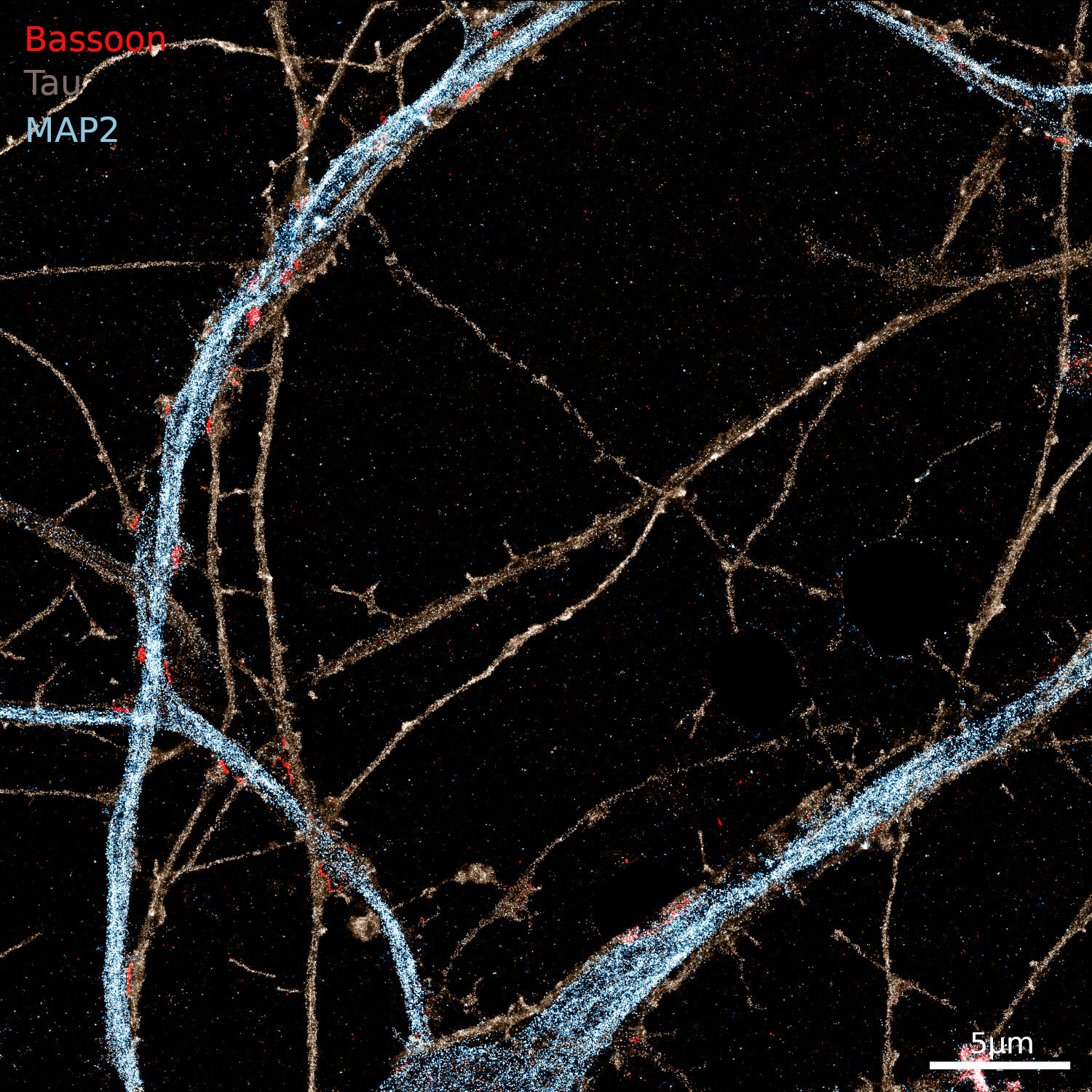 Synaptic Systems - Massive-AB-FAST anti-Tau