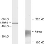 Synaptic Systems - CtBP2