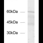 Synaptic Systems - GAD2