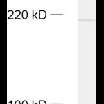 Synaptic Systems - Giantin