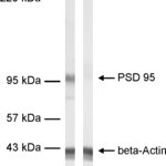 Synaptic Systems - PSD95