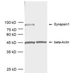 Synaptic Systems - Synapsin1