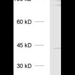 Synaptic Systems - PSD95